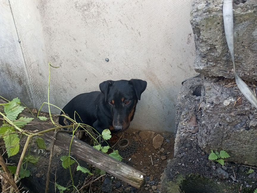 Кто потерял собаку в Коченëво прибежала к нам