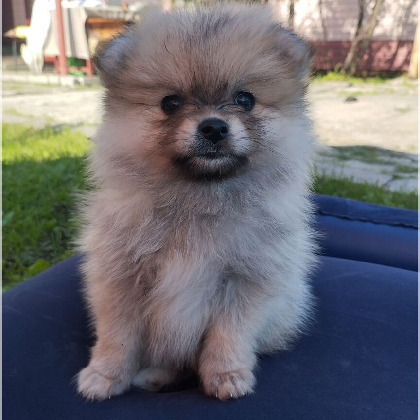 Немецкий шпиц, щенок