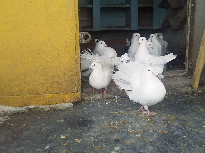 Голуби