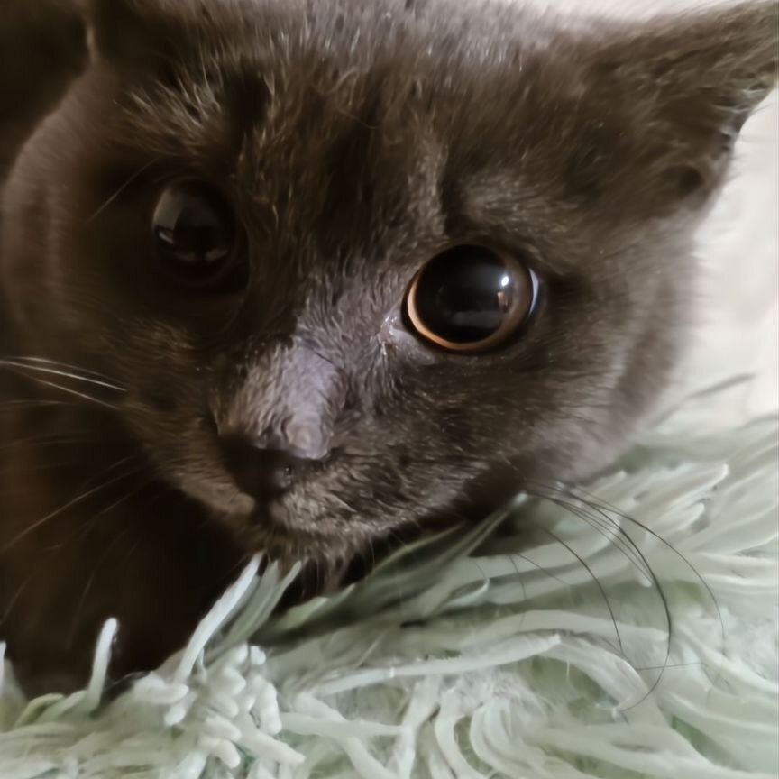 Британский короткошёрстный котёнок