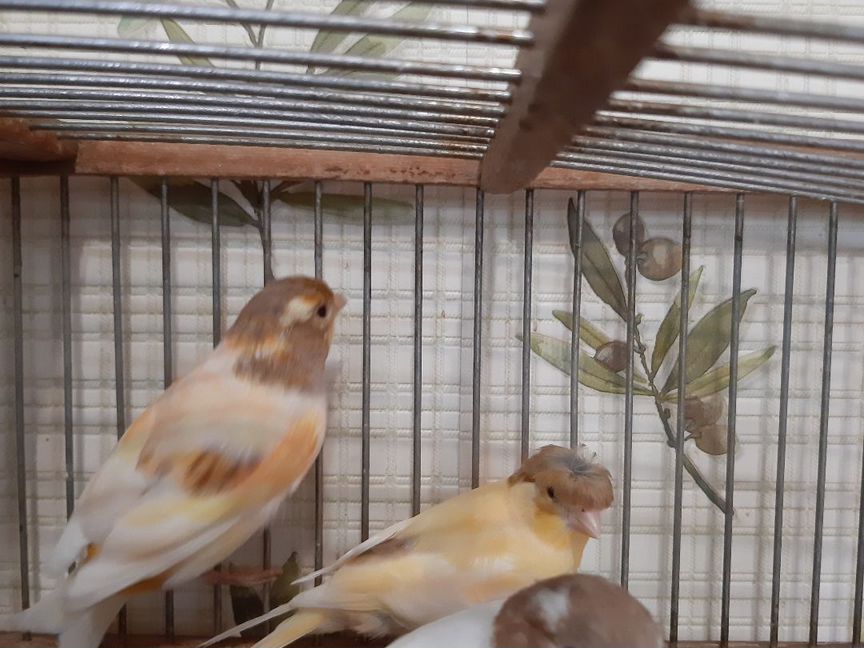 Канарейка глостер