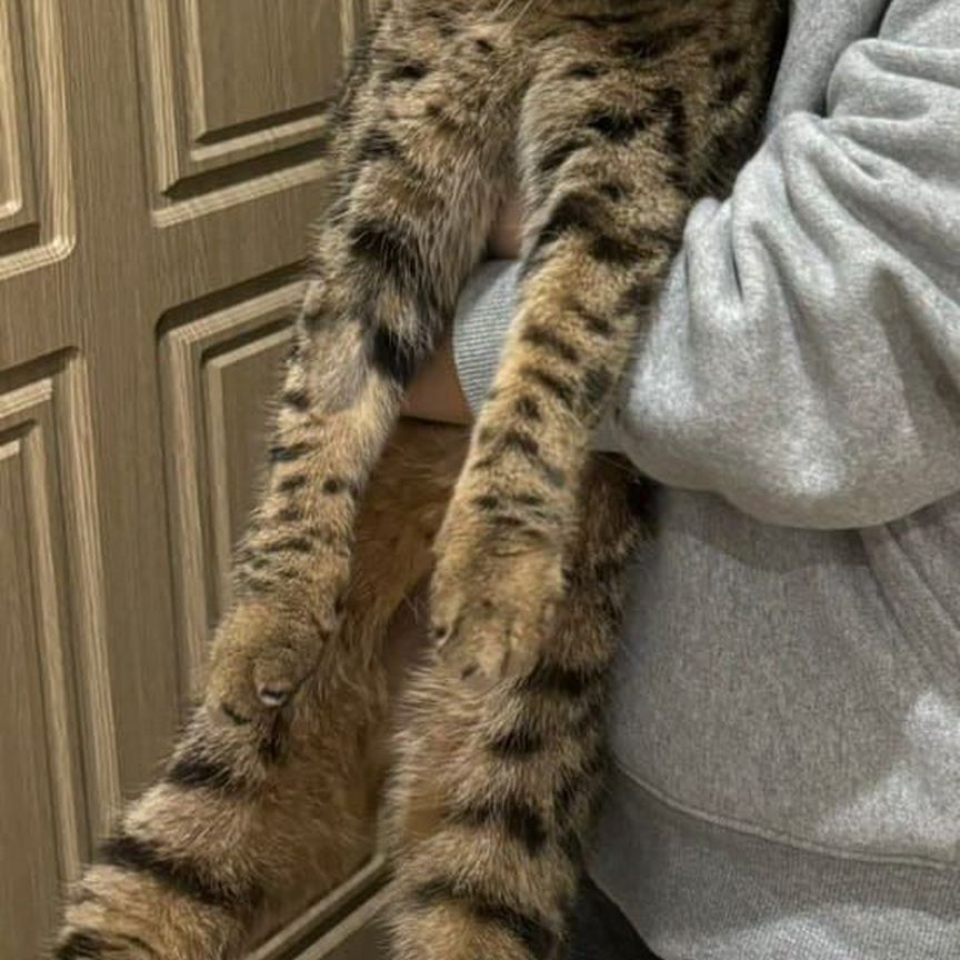Кот ищет хозяина