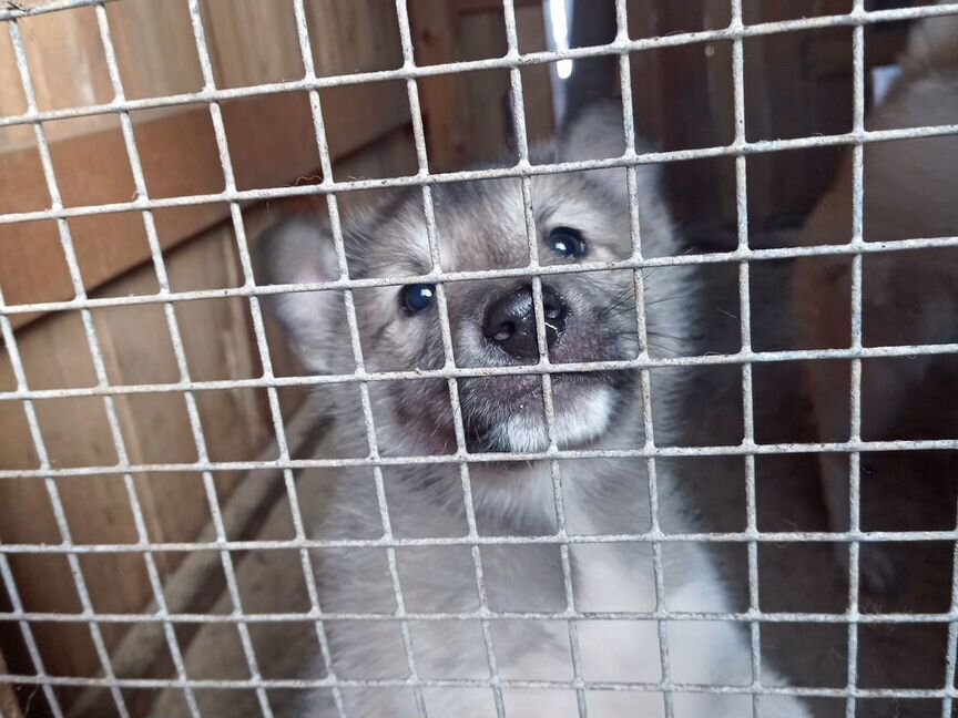 Щенок лайки