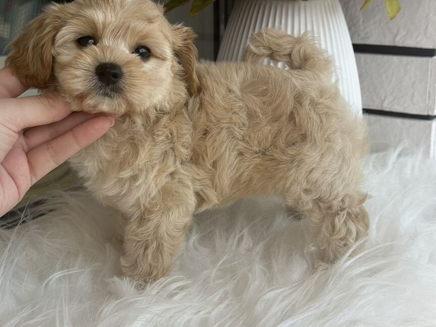 Карамелька девочка мальтипу ф1