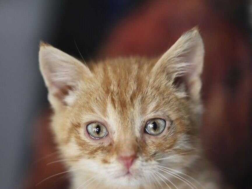 Котенок в добрые руки