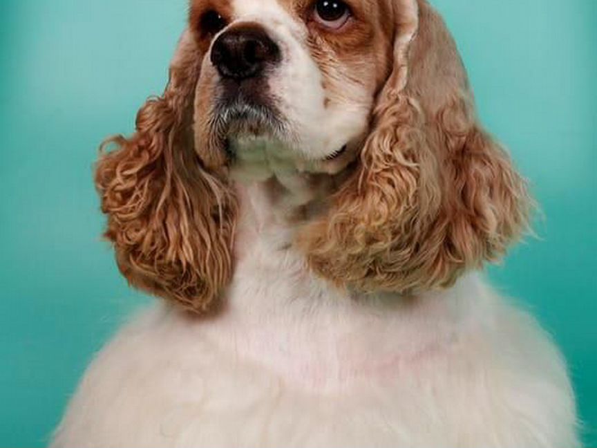 Американский кокер спаниель вязка