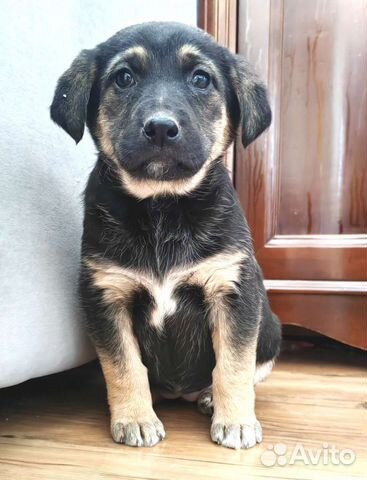 Мия ищет дом