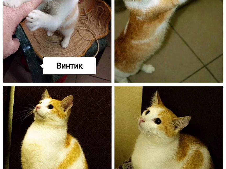 Винтик хочет домой