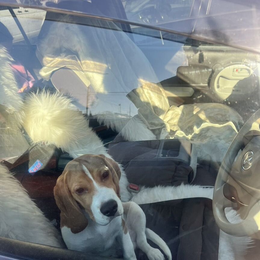 Бигль в добрые руки