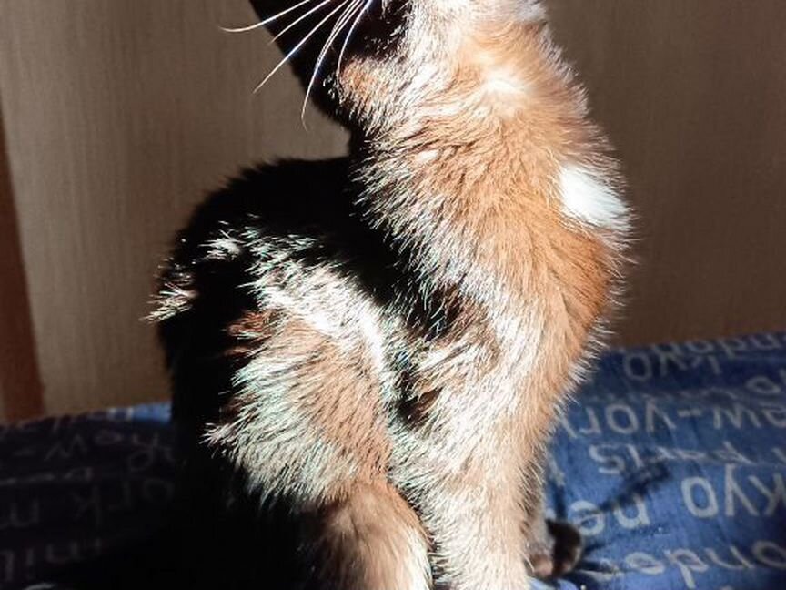Отдам котят