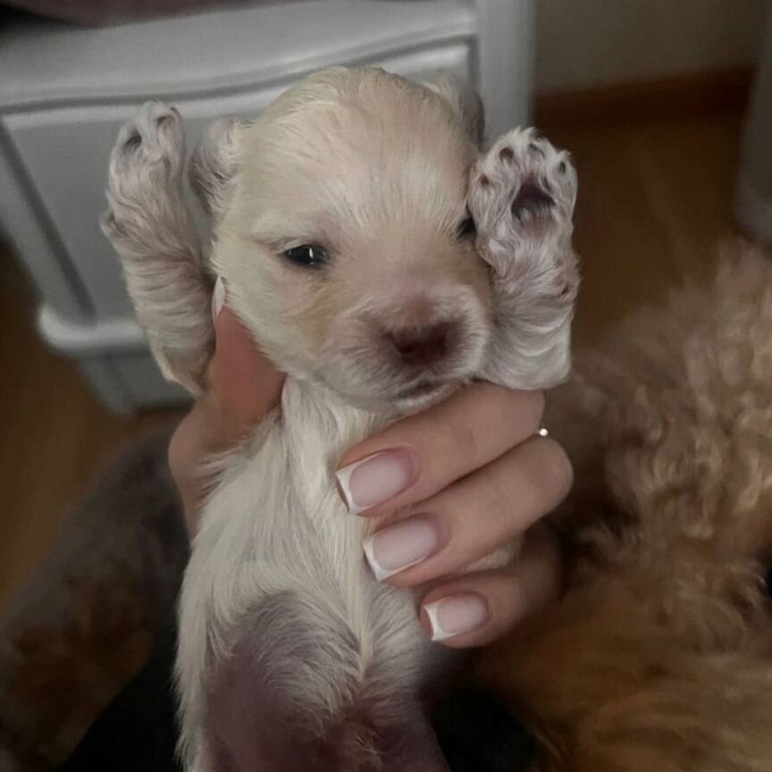 Щенки мальтипу