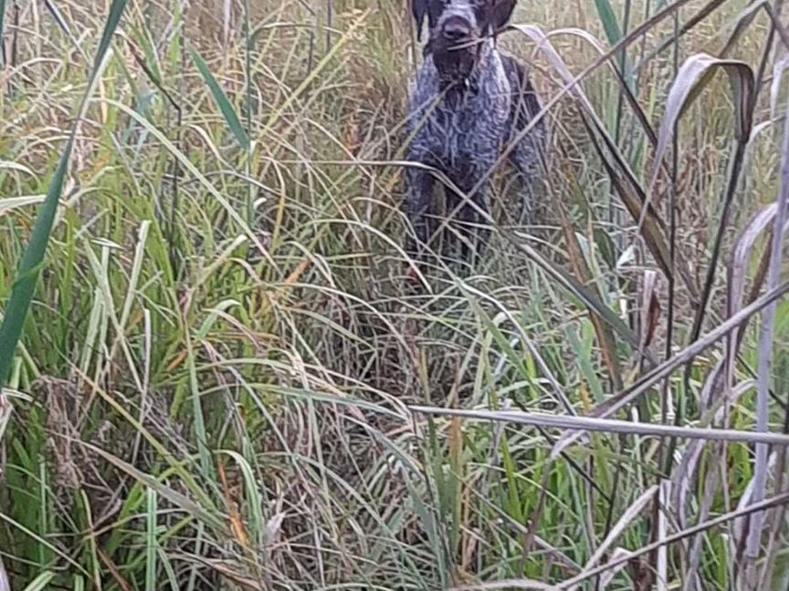 Собаки щенки