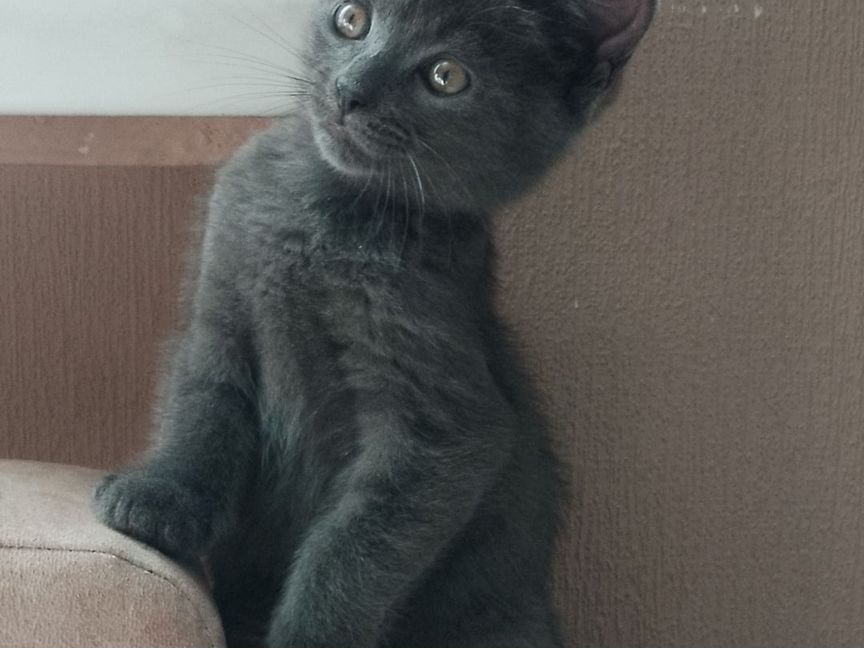 Котёнок Тиша в добрые руки