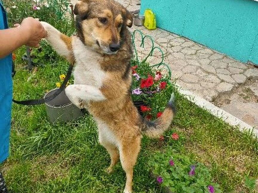 Собака девочка стерилизованна