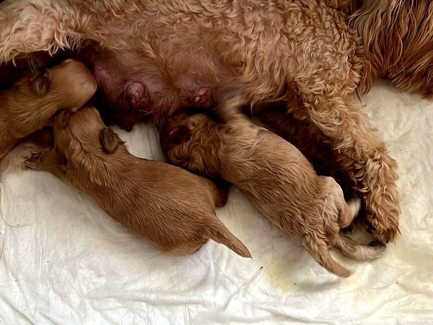 Малыши той-пудель