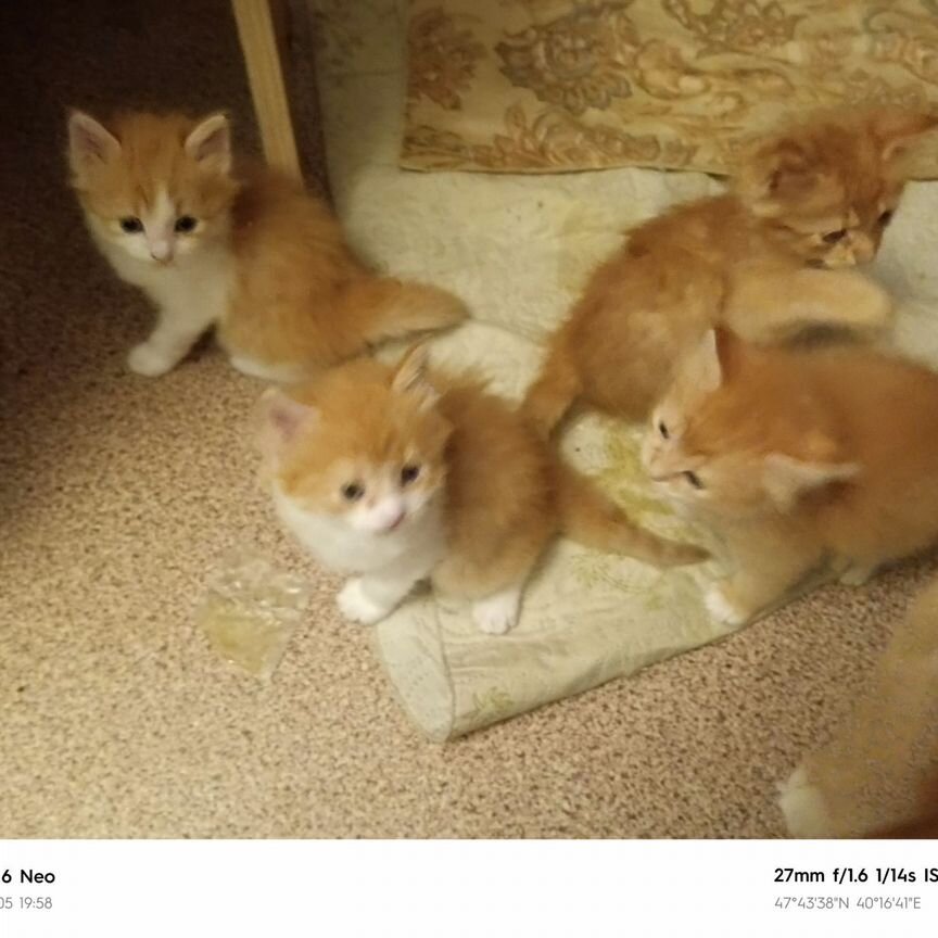 Котята в добрые руки