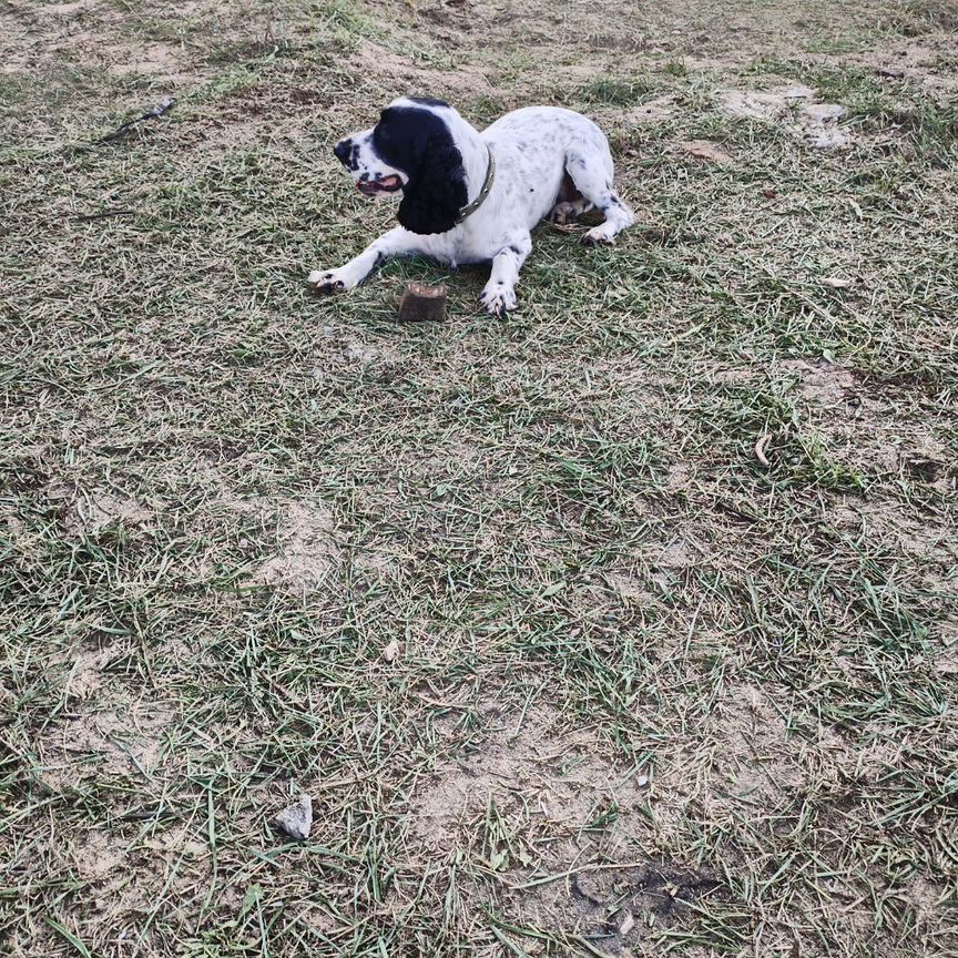 Ищет сучку кабель чистокровный