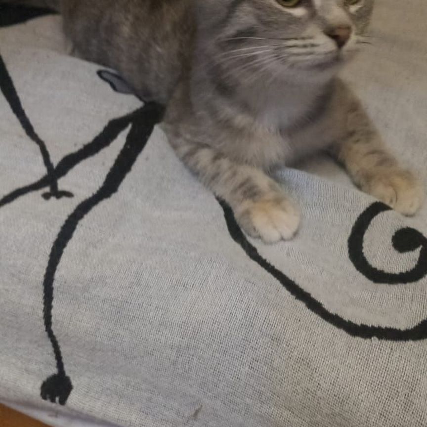 Кошечка зеленоглазая