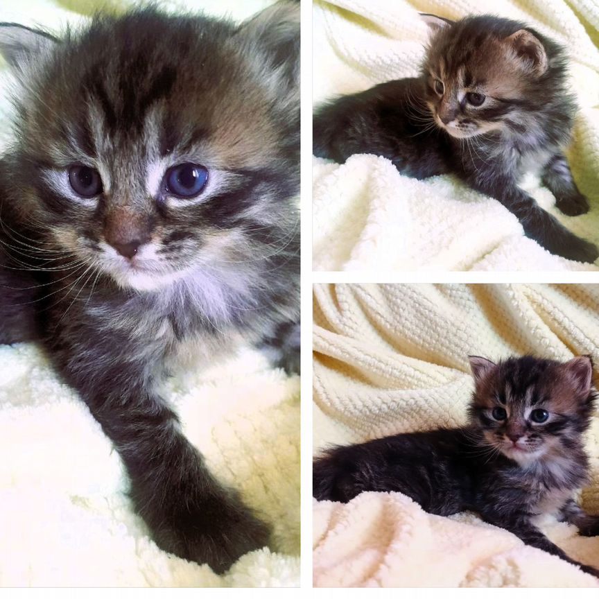 Котёнок от частного владельца