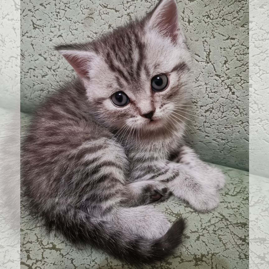 Шотландский прямоухий короткошёрстный котёнок