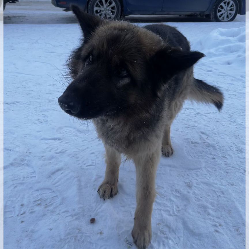 Немецкая овчарка, взрослая собака