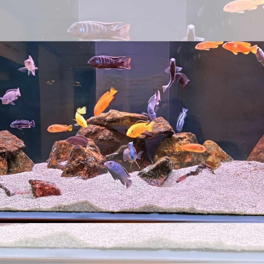 Продаются малавийские цихлиды