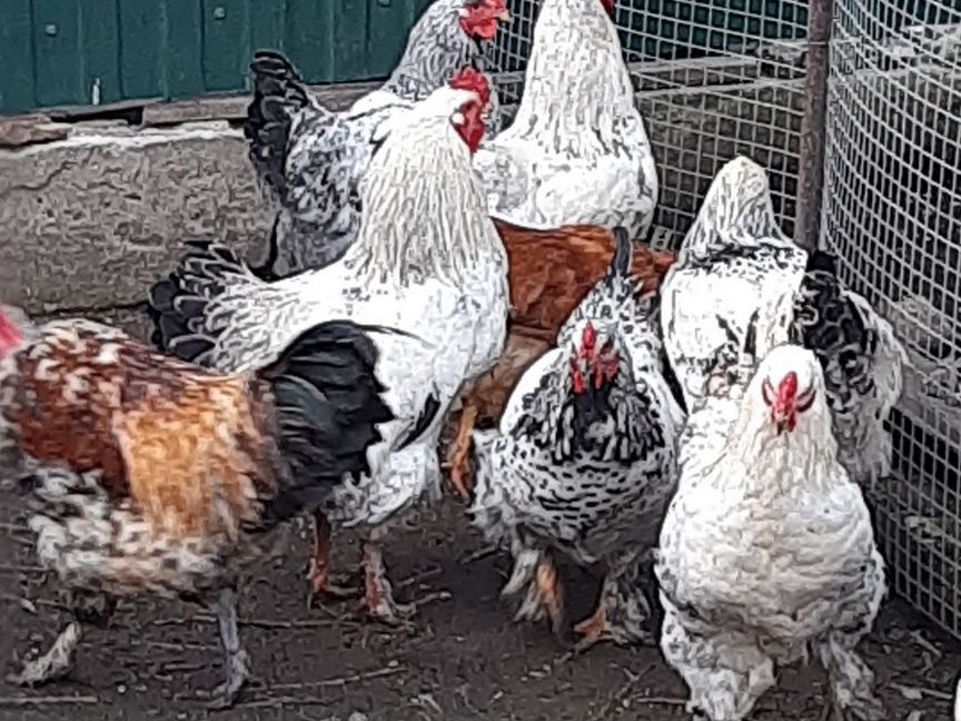 Молодые петухи