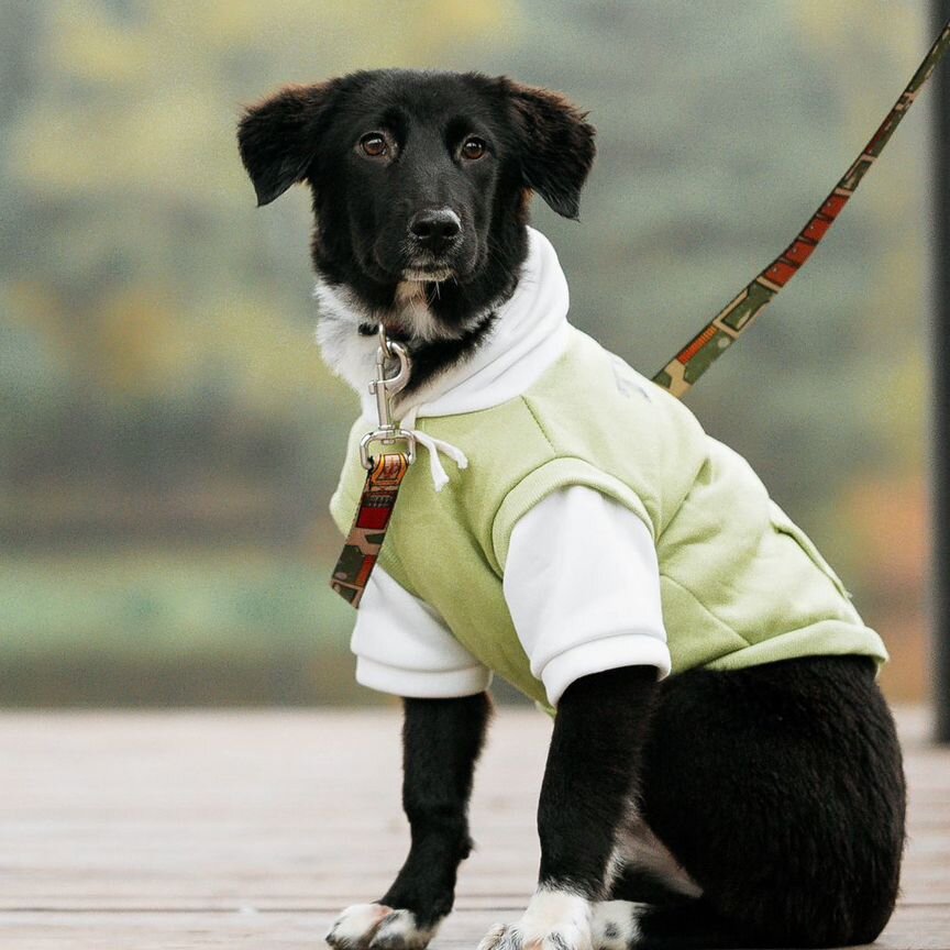 Лабрадор-ретривер, щенок