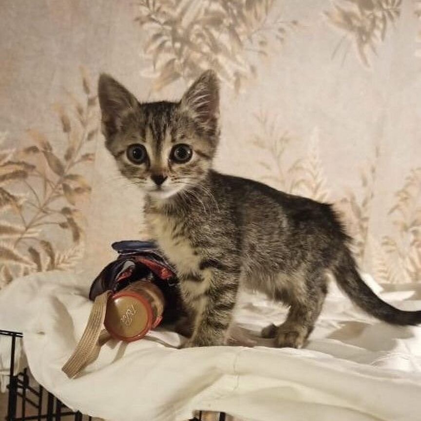 Котёнок девочка в добрые руки