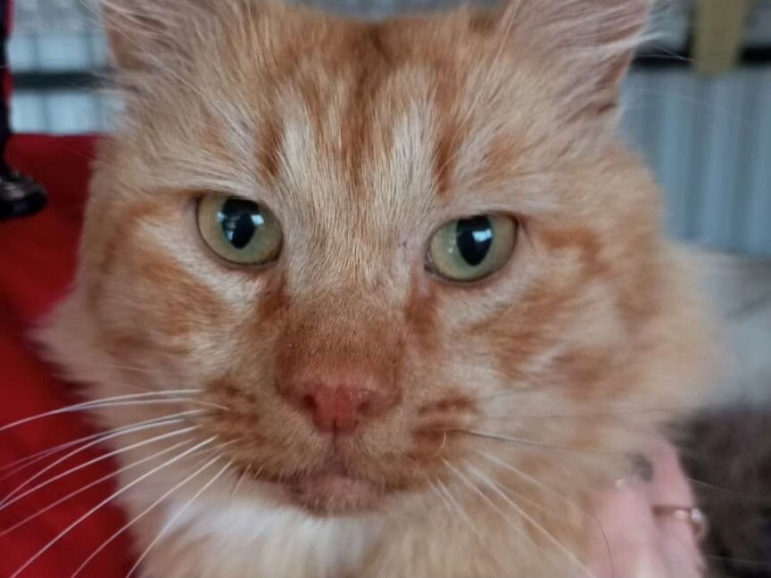 Кошка