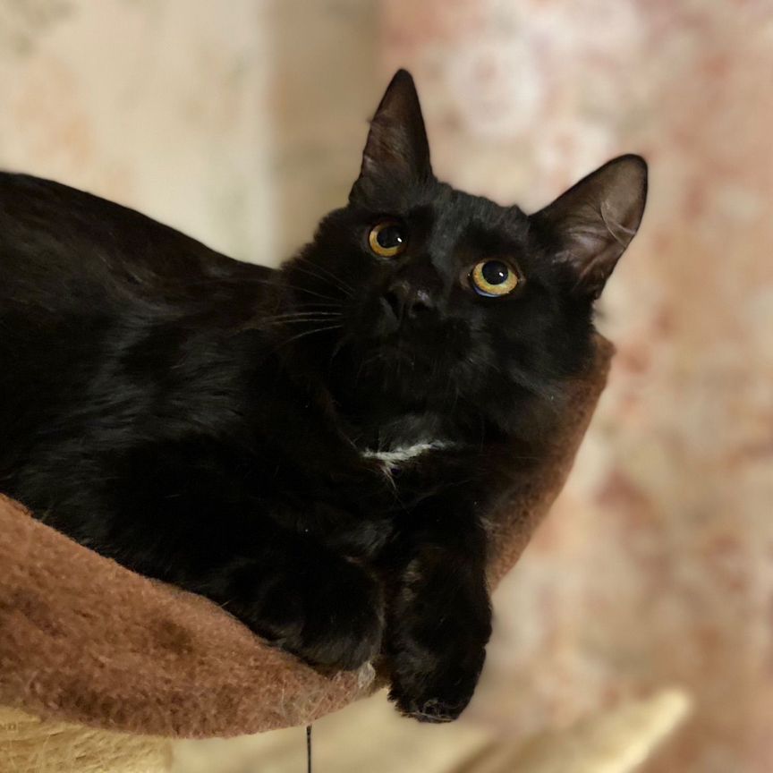 Котята в добрые руки бесплатно мальчик