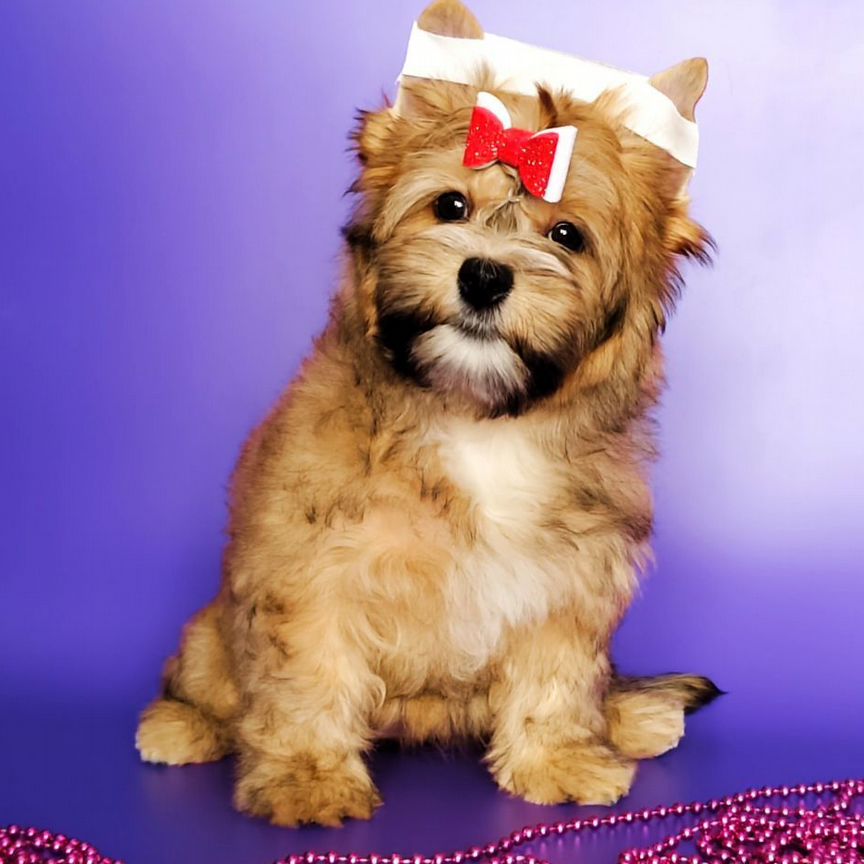 Русская салонная собака, щенок