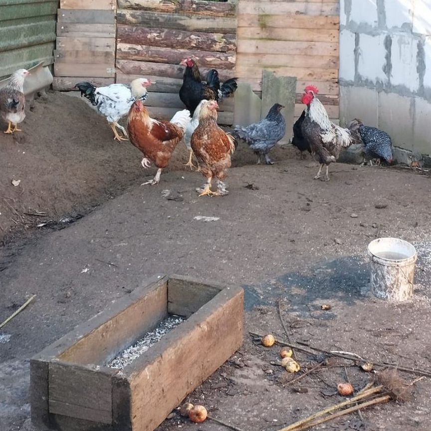 Продам петухов