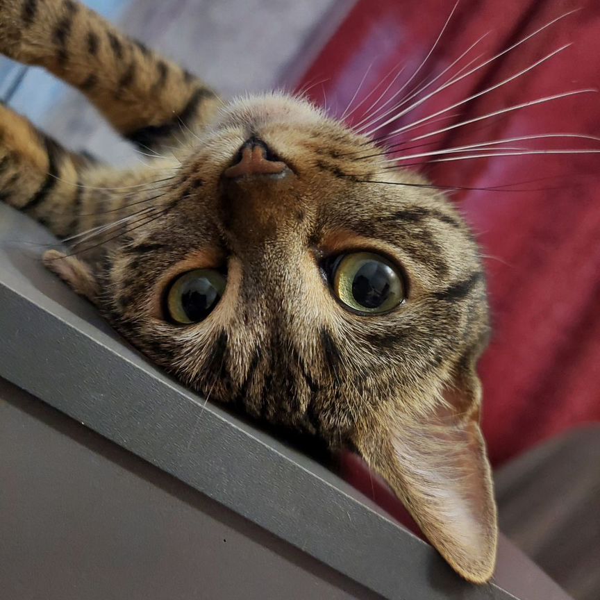 Отдаю бесплатно кошку