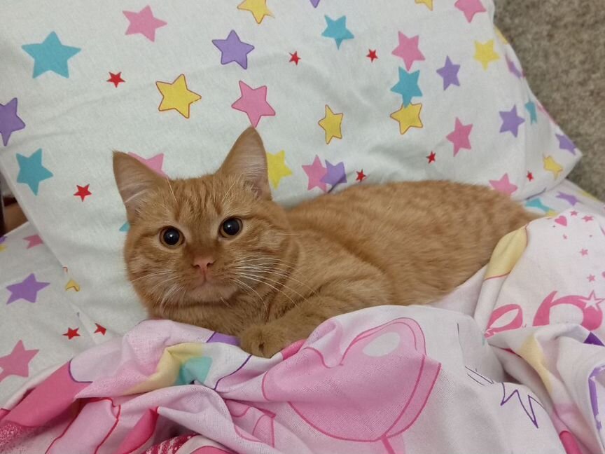 Кошка