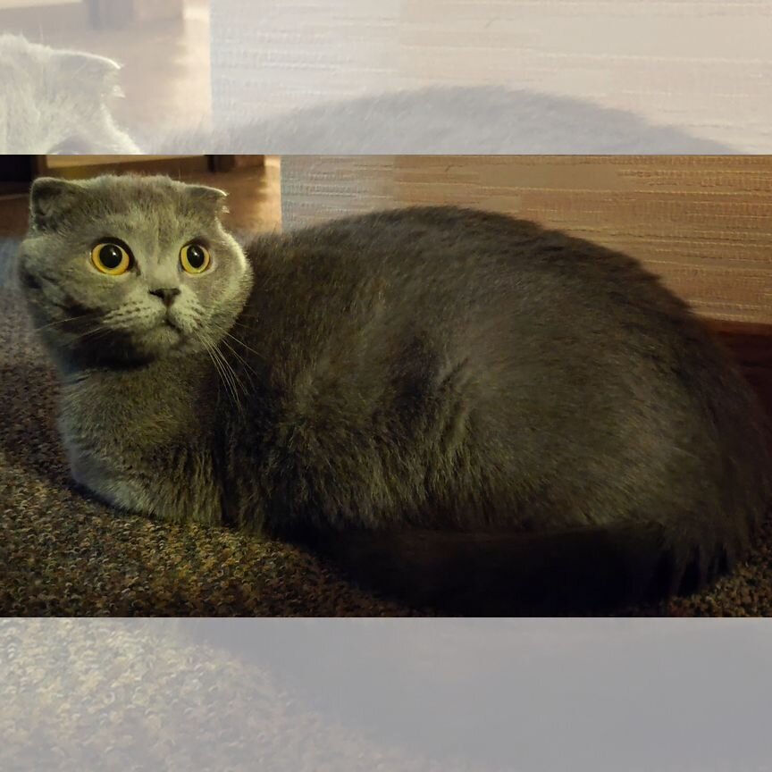 Шотландская вислоухая кошка