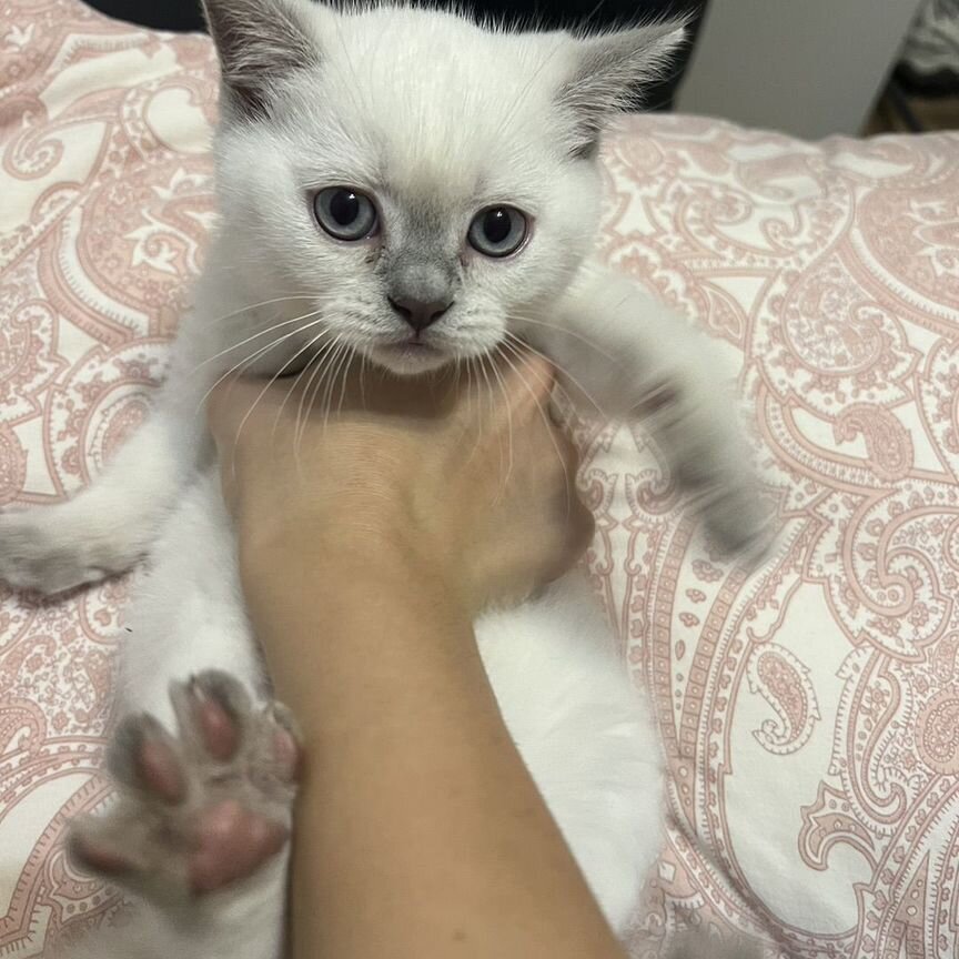 Котенок породистый шотландский блю поинт