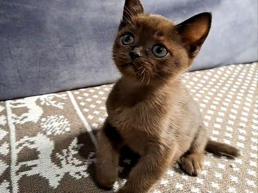 Бурманский котик (соболь)