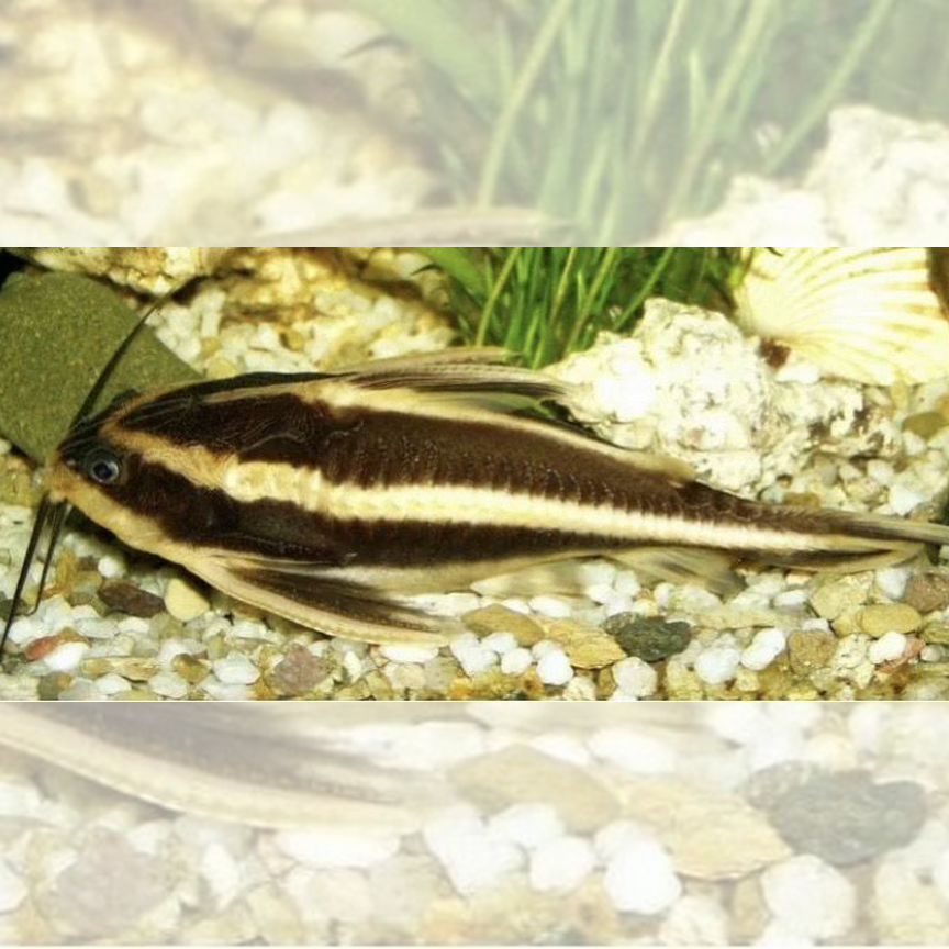 Платидорос или поющий сом