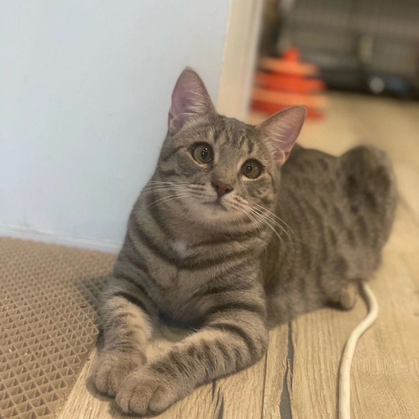 Шейли 6 месяцев, ласковая девочка