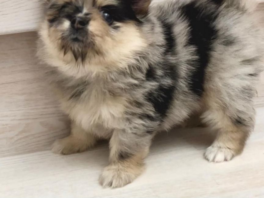 Девочка мерле, голубой мрамор с подпалом