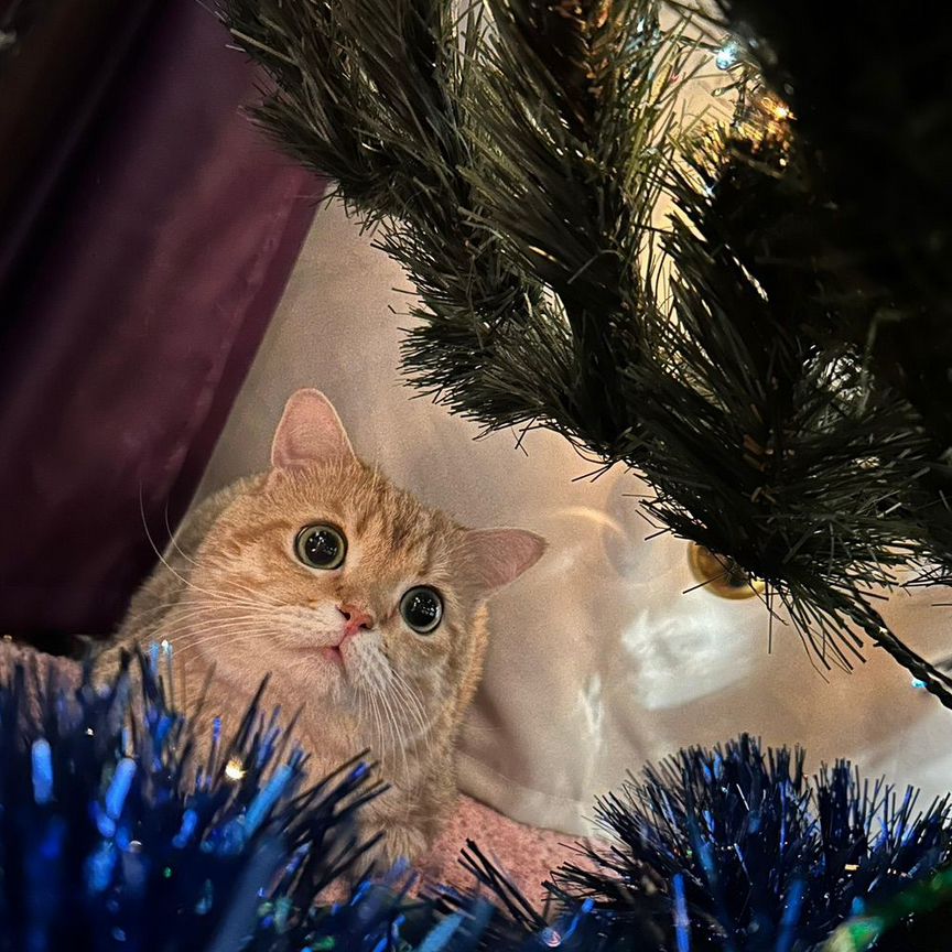Вязка, кот, британская золотая шиншилла