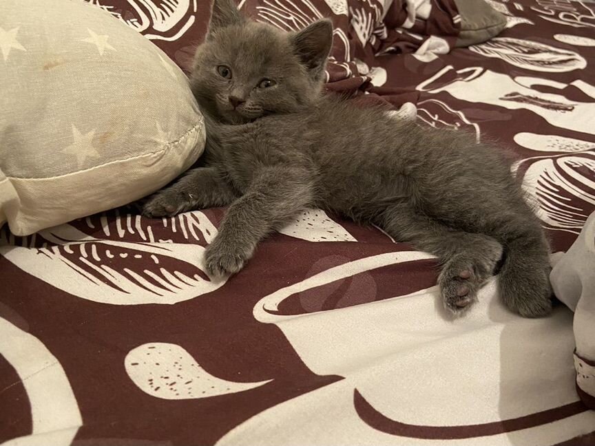 Котенок