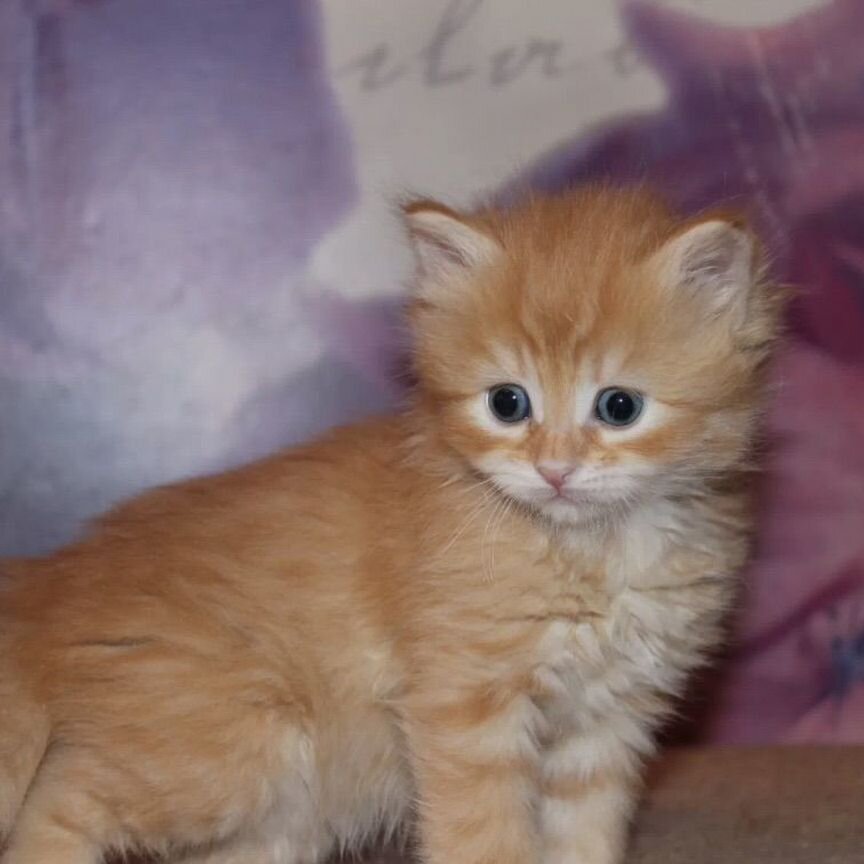 Сибирский котик