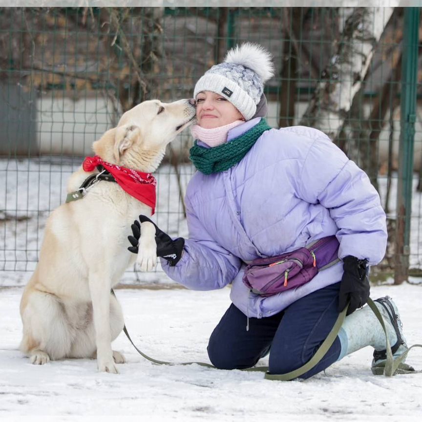 Взрослая собака в добрые руки