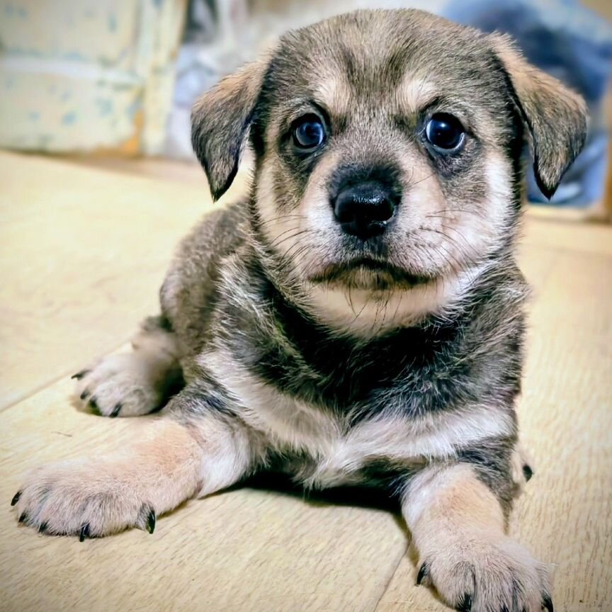 Щенок в добрые руки