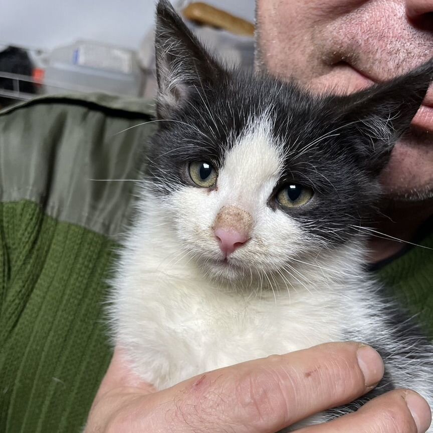 Котёнок в добрые руки