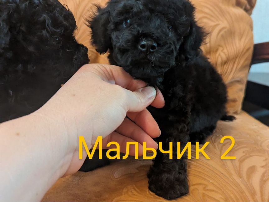 Мальчик пуделёк