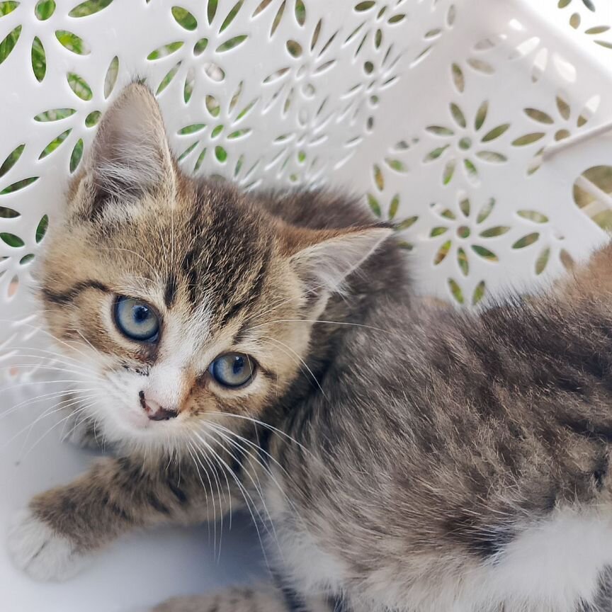 Котята, кошка, кот