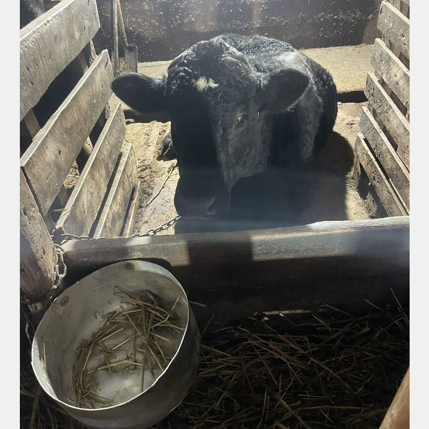 Продаю от кормный бык
